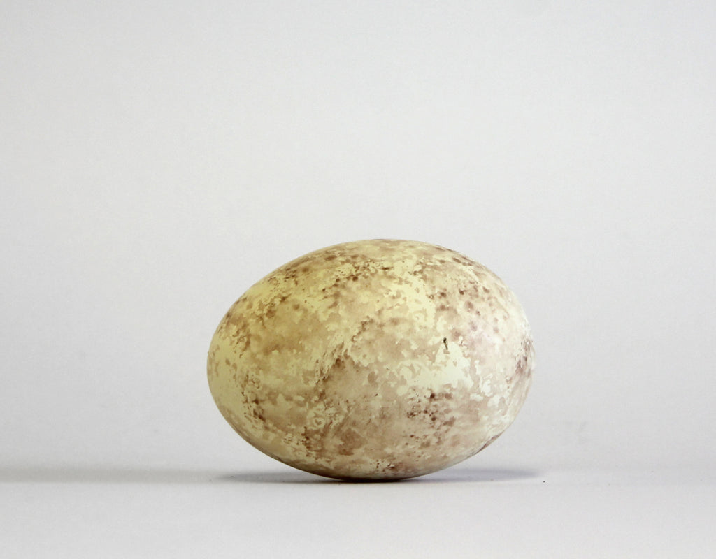 Buzzard Common - Museum Egg (with stand) – THE SHOP FLOOR PROJECT ltd